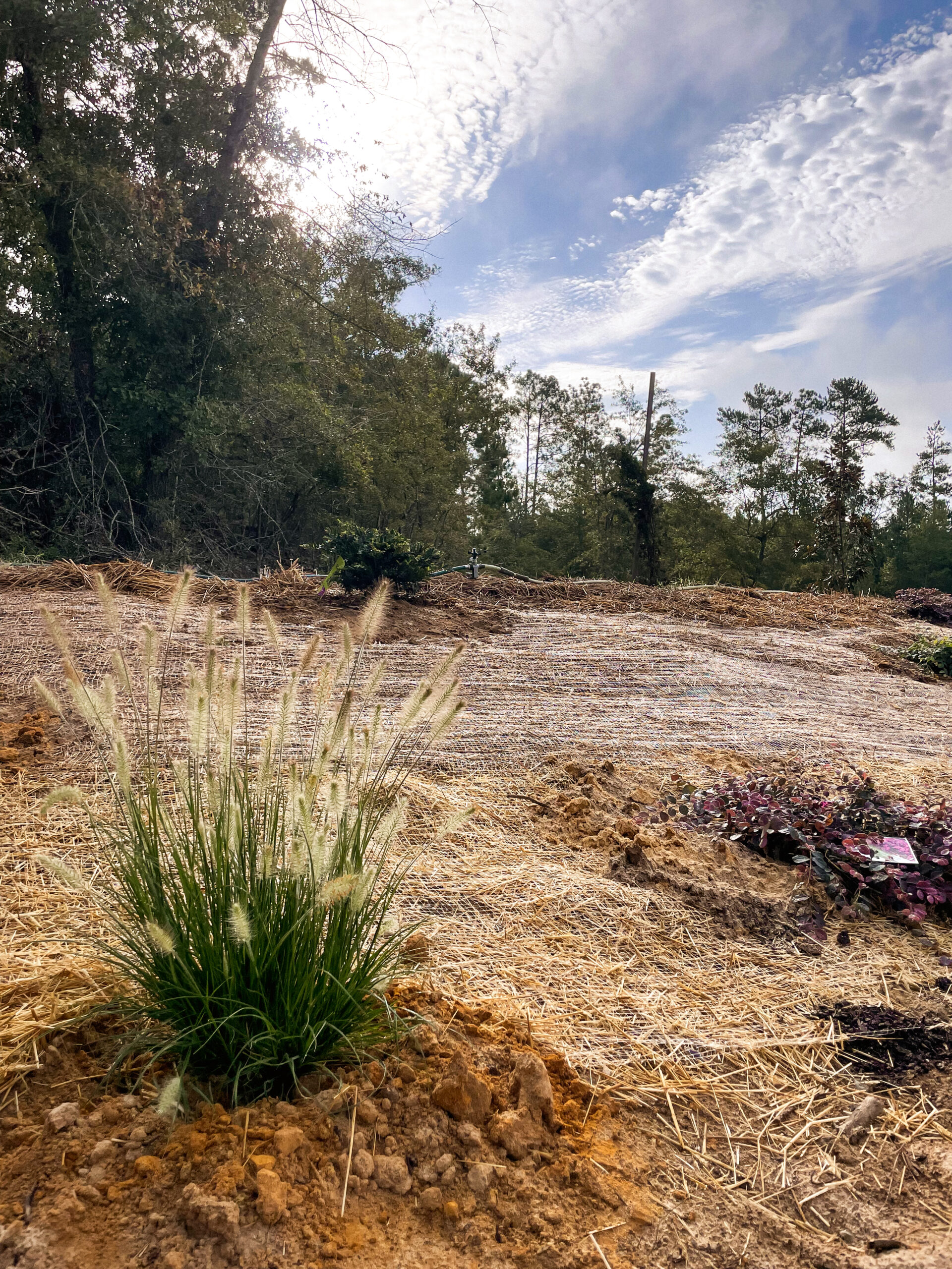 Everything You Need To Know About Our Vineyard